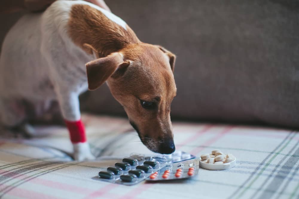 Amoxicillin for Dogs - Is It Safe? Dosage and Side Effects - Drug Genius