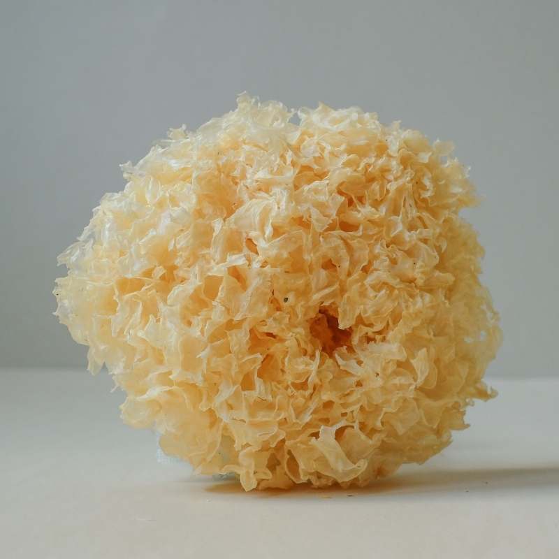 Tremella Mushroom - Snow Fungus Uses, Benefits & Side Effects - Drug Genius